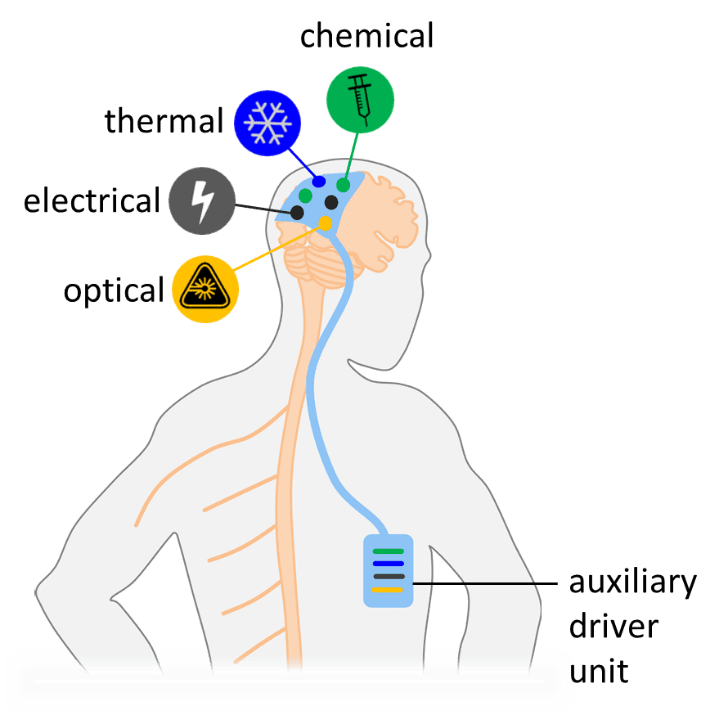 INTEGRABRAIN Project By Dr Ivan Minev » EDMA