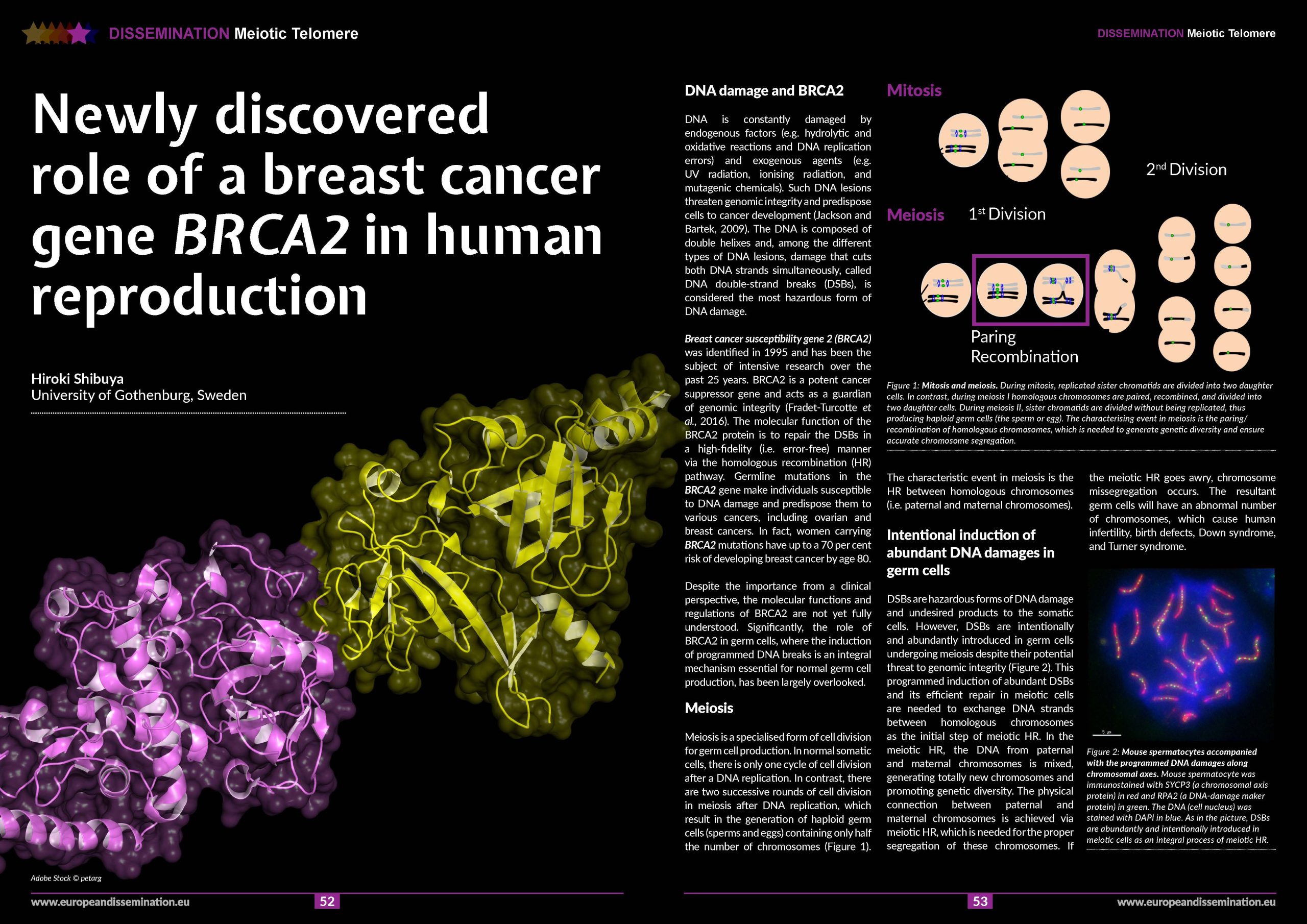Newly discovered role of a breast cancer geneBRCA2in human reproduction ...
