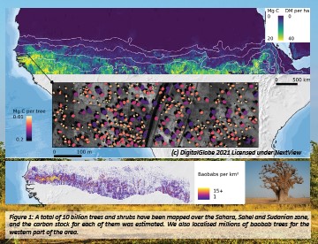 Counting every tree because every tree counts » EDMA