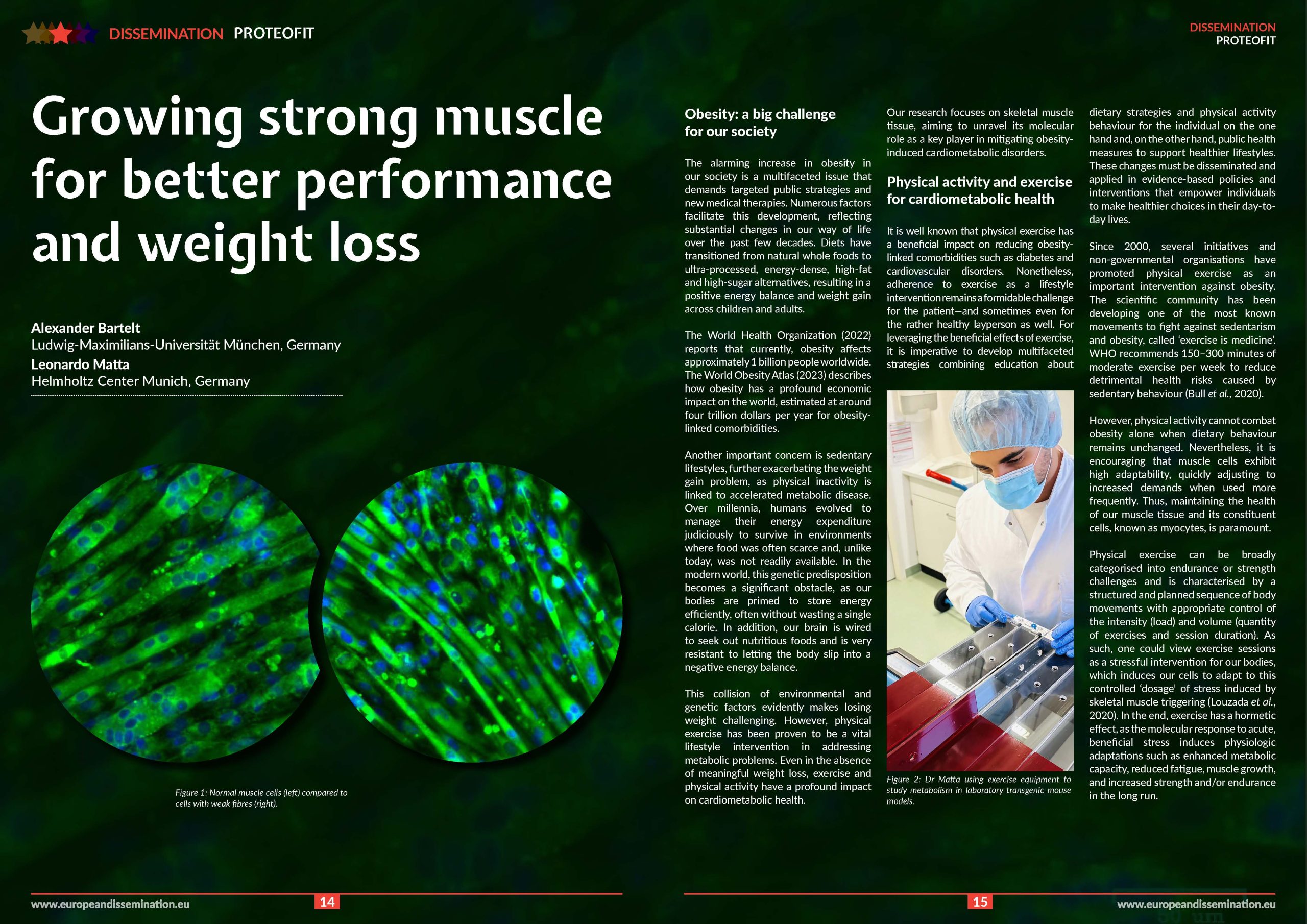 Growing strong muscle for better performance and weight loss » EDMA